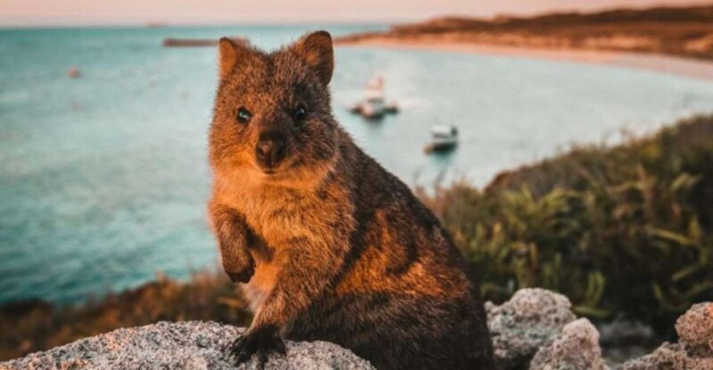 Rottnest Island: Lakes & Bays Guided 12km Hike - Discovering Rottnest Island’s Natural Beauty