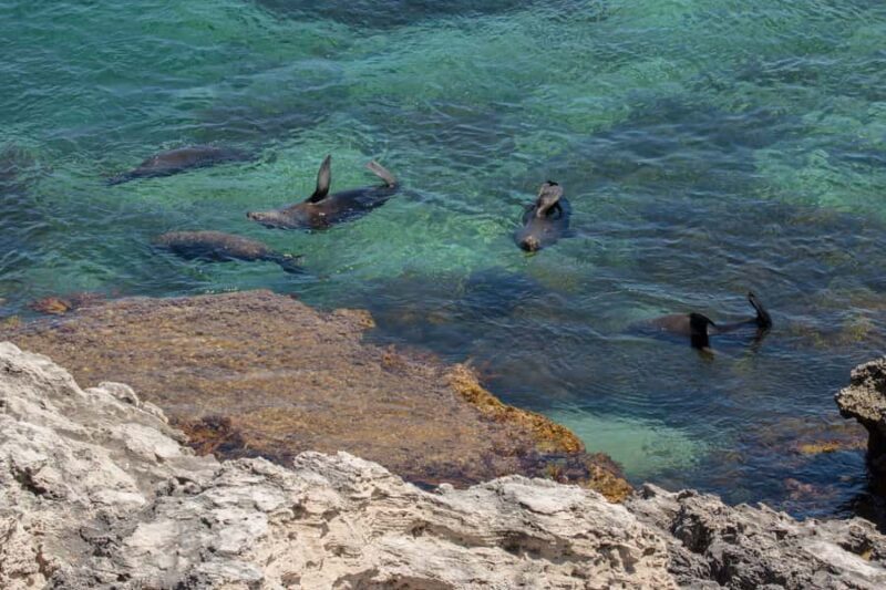 Rottnest Island Seals, Sunset & West End Bus Tour - What to Expect from the Tour