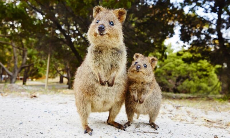 Rottnest Island Segway 1-Hour Settlement Tour - Key Points