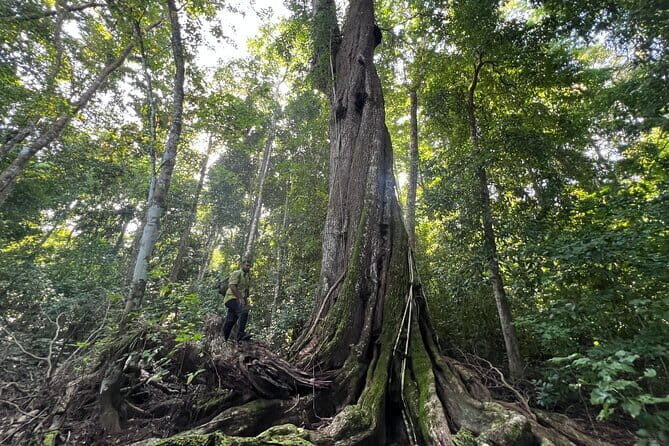 Rouge Beach Forest Walk - What Is the Rouge Beach Forest Walk?