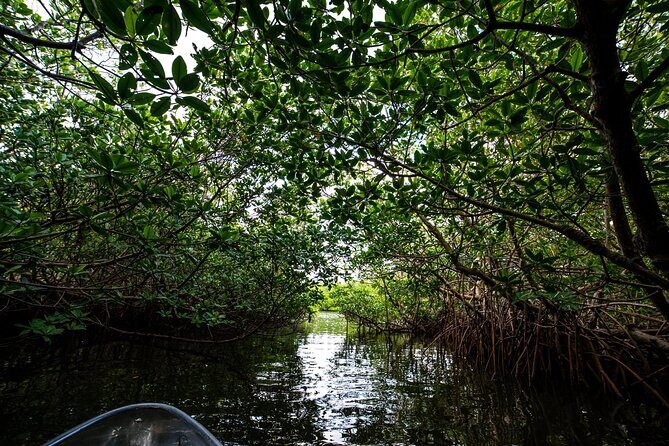 Round Island 2-Hour Glass Bottom Guided Kayak Eco Tour - FAQs