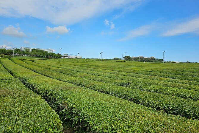 Round-trip transportation service to O`sulloc Tea Museum - What to Expect at the O’sulloc Tea Museum