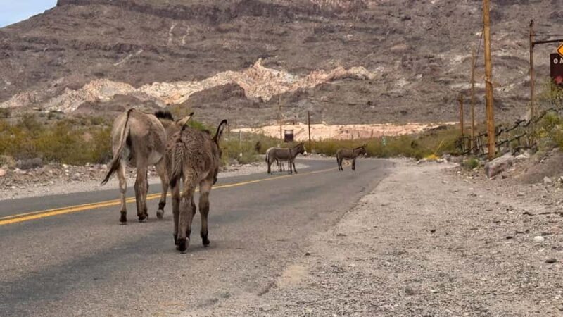 Route 66 Day Tour from Las Vegas: Oatman, Nelson & Kingman - FAQs