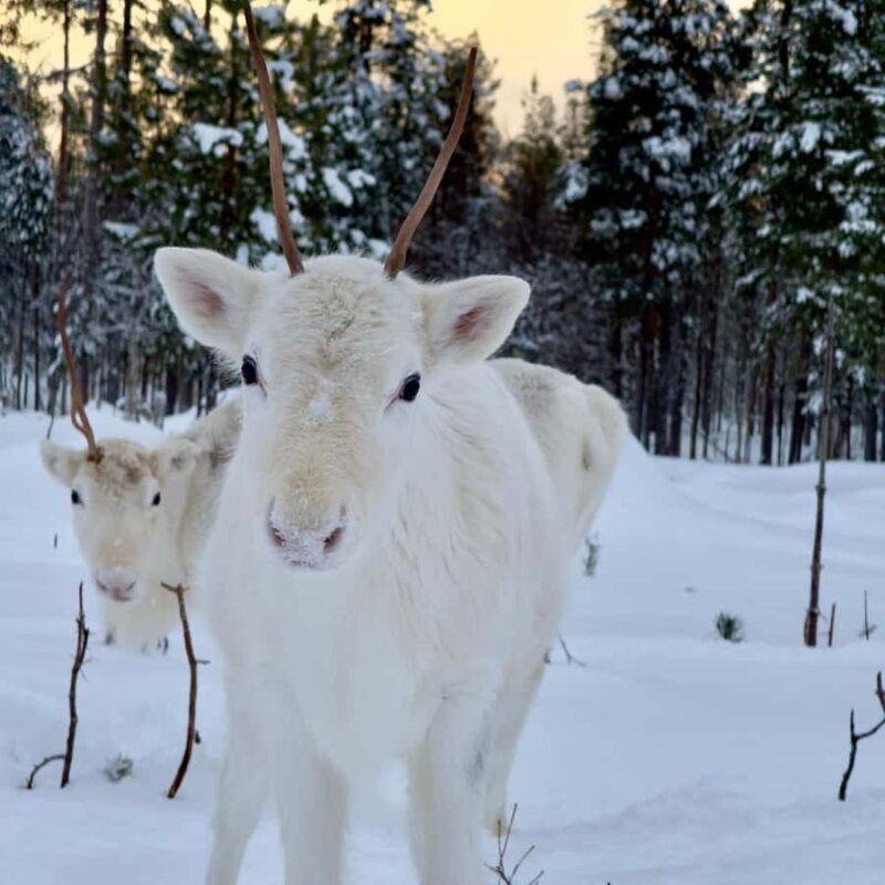 Rovaniemi: 3h Electric Snowmobile Safari at Reindeer Farm - Exploring the Arctic on a 3-Hour Electric Snowmobile Safari in Rovaniemi