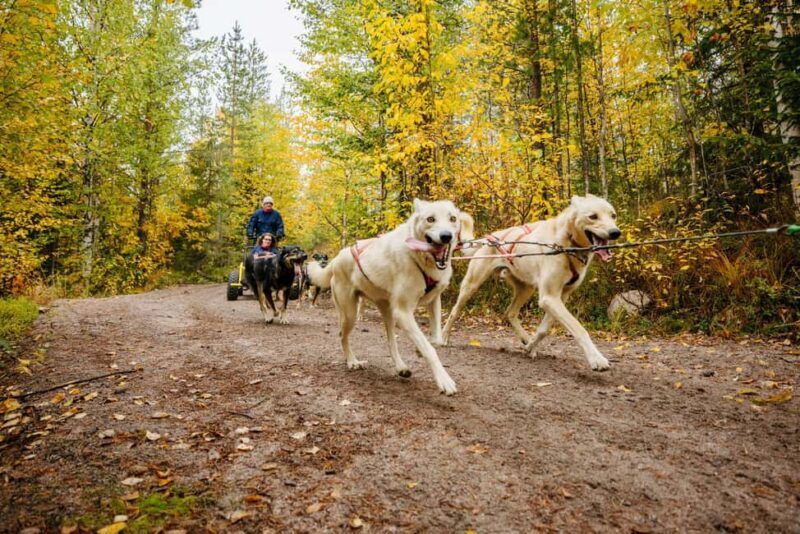 Rovaniemi: 4km Husky Cart Tour in Autumn - An In-Depth Look at the Husky Cart Tour