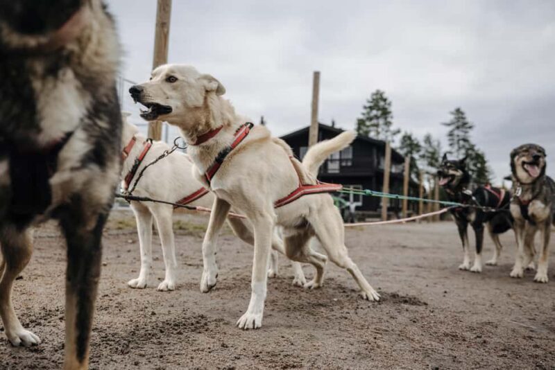 Rovaniemi: 4km Husky Cart Tour in Autumn - Final Thoughts