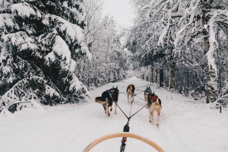 Rovaniemi: Apukka Husky Adventure 7km, self-driven - Who Will Love This Tour?