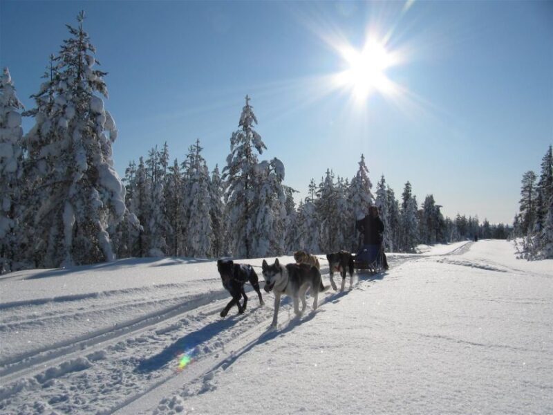 Rovaniemi: Apukka Husky Adventure 7km, self-driven - Final thoughts