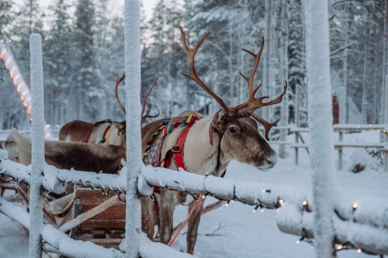 Rovaniemi: Apukka Reindeer Journey - Key Points