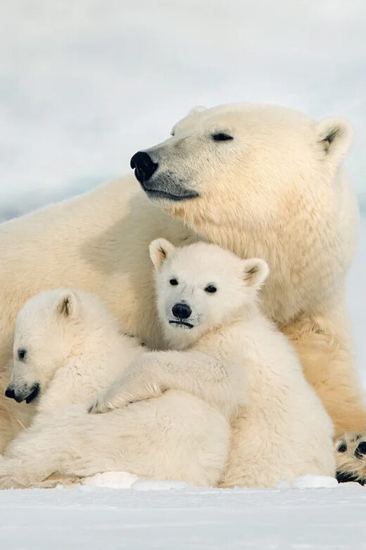 Rovaniemi: Arctic Animals Sleigh Rides and Wildlife Zoo - A Detailed Look at the Arctic Animals Sleigh Rides and Wildlife Zoo Tour