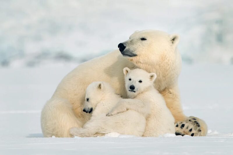 Rovaniemi: Arctic Animals Sleigh Rides and Wildlife Zoo - Who Will Love This Tour?