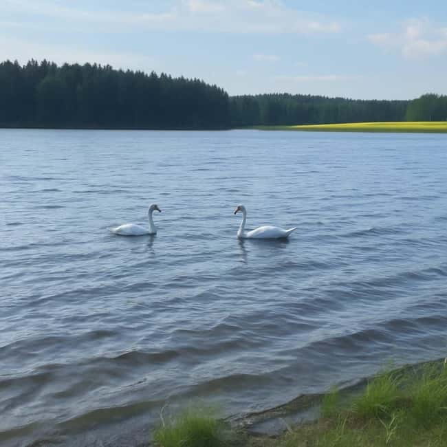 Rovaniemi: Arctic Birdwatching Tour - Introduction