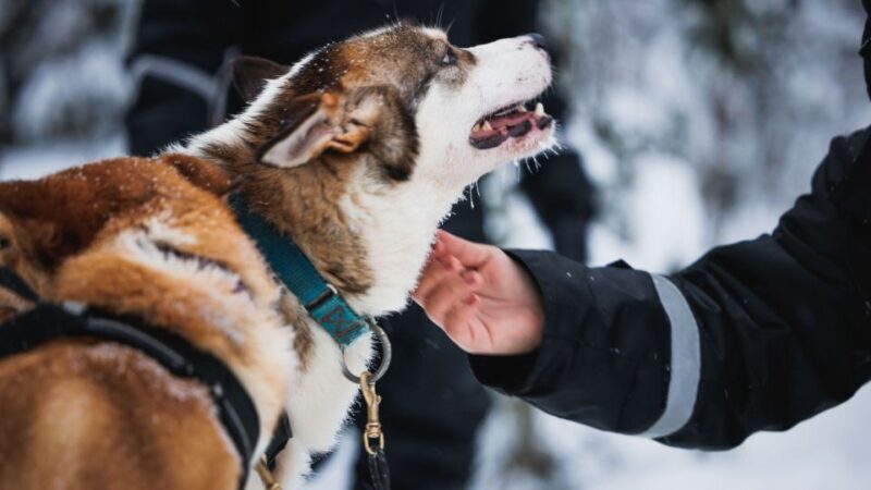 Rovaniemi: Arctic Circle Highlights by Snowmobile - Snowmobiling through the Arctic Forest