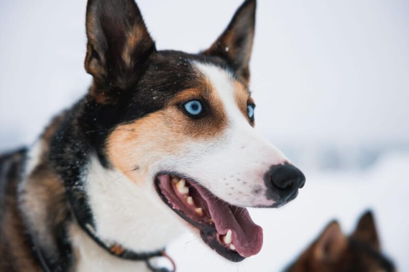 Rovaniemi: Arctic Circle Long Trail Husky Adventure - Key Points
