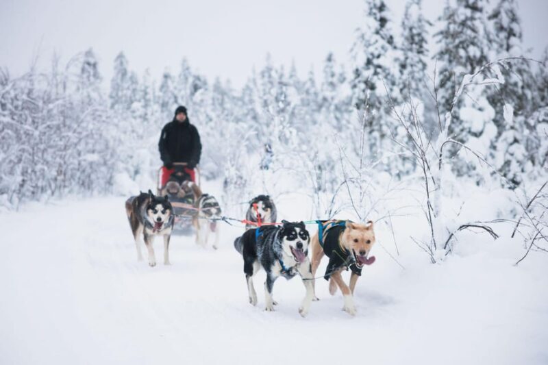 Rovaniemi: Arctic Circle Long Trail Husky Adventure - The Sum Up