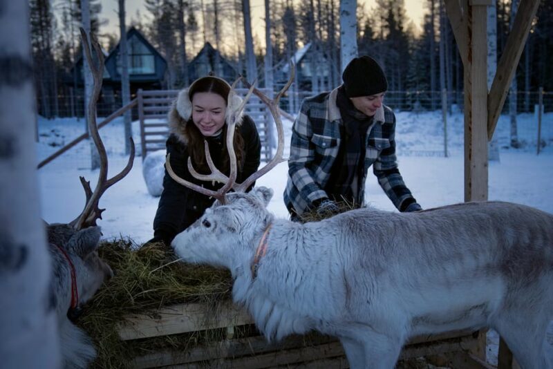 Rovaniemi: Arctic Reindeer Experience with Lunch - What the Tour Entails: A Deep Dive