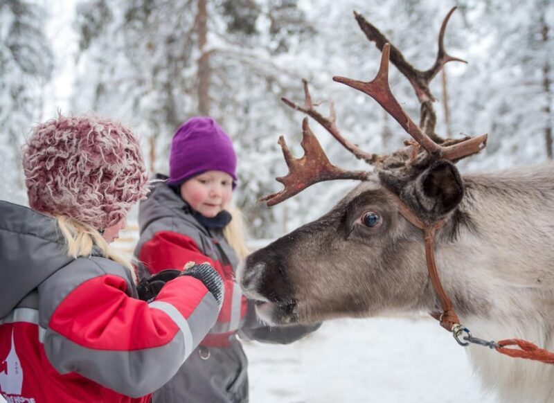Rovaniemi: Arctic Reindeer Experience with Lunch - Authenticity and Reviews