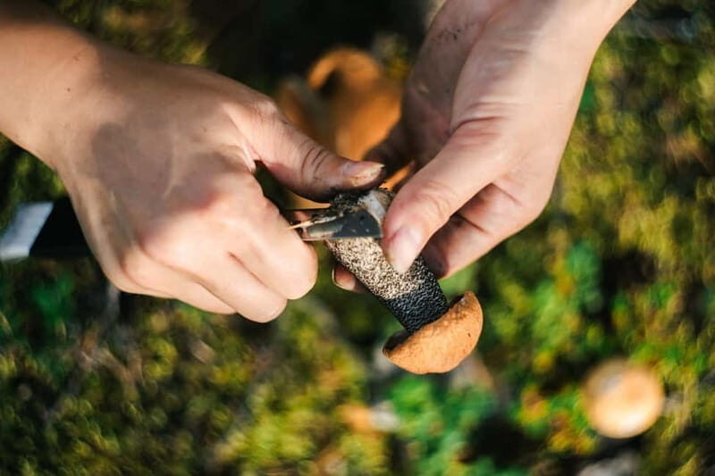 Rovaniemi: Arctic Wild Berry & Mushroom Foraging and Tasting - Learning About Local Food Traditions