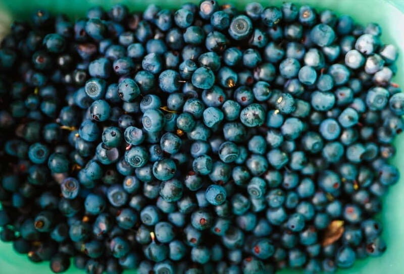 Rovaniemi: Arctic Wild Berry & Mushroom Foraging and Tasting - Authenticity and Authentic Experiences