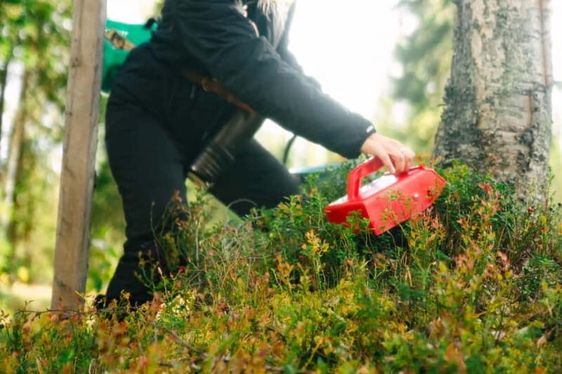 Rovaniemi: Arctic Wild Berry & Mushroom Foraging and Tasting - The Value of the Experience