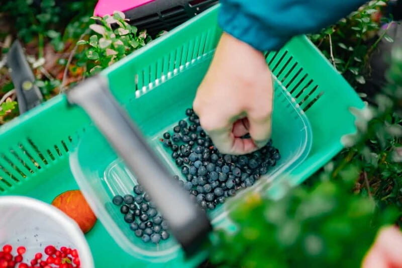 Rovaniemi: Arctic Wild Berry & Mushroom Foraging and Tasting - Who Should Book This Tour?