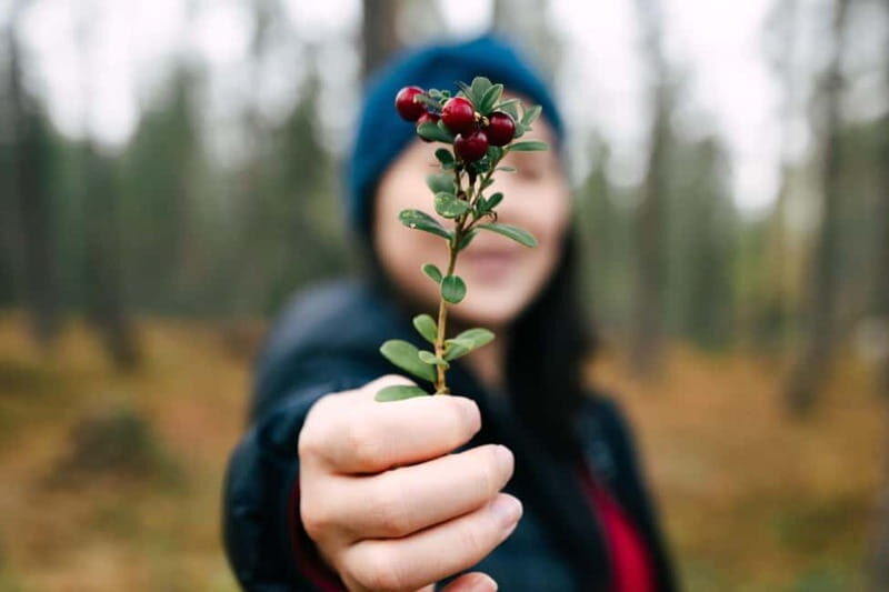 Rovaniemi: Arctic Wild Berry & Mushroom Foraging and Tasting - The Sum Up