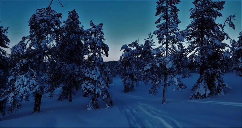 Rovaniemi: Aurora Hunting Tour in the Forest with Hot Drinks - A Detailed Look at the Aurora Hunting Tour