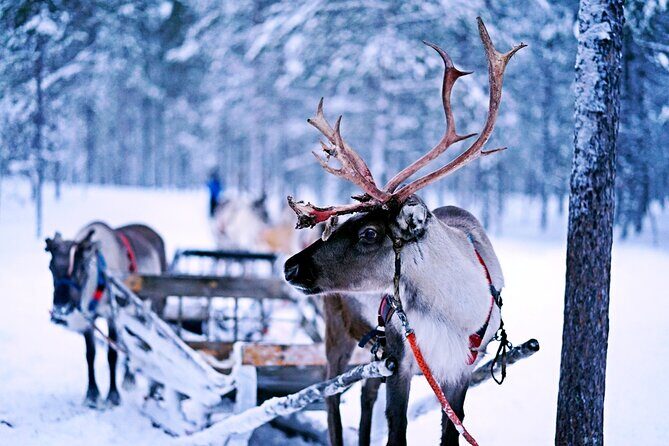 Rovaniemi: Authentic Lapland Reindeer Farm Visit & Sled Ride - A Detailed Look at the Experience
