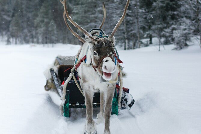 Rovaniemi: Authentic Lapland Reindeer Farm Visit & Sled Ride - Final Thoughts