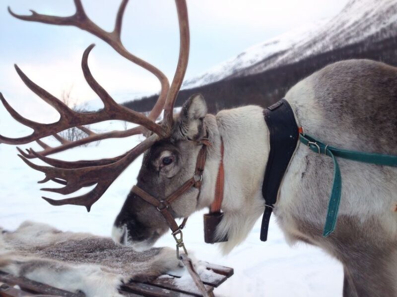 Rovaniemi: Authentic Reindeer Farm Visit and Sleigh Ride - An In-Depth Look at the Reindeer Farm Experience
