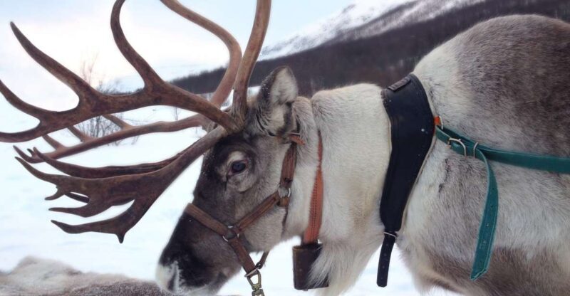 Rovaniemi: Authentic Reindeer Farm Visit and Sleigh Ride - The Realities of the Tour: Pros and Cons