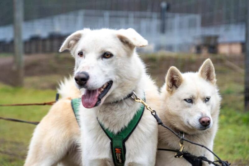 Rovaniemi: Autumn Husky Cart Ride with Hot Drink & Pickup - The Experience in Detail: What You Can Expect