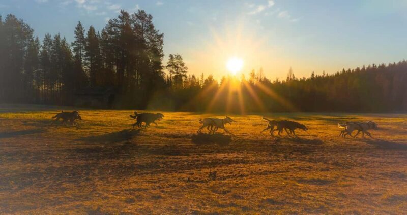 Rovaniemi: Autumn Husky Cart Ride with Hot Drink & Pickup - Analyzing the Value and Practicalities