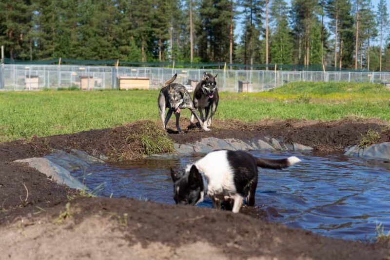 Rovaniemi: Autumn Husky Cart Ride with Hot Drink & Pickup - Who Should Consider This Tour?