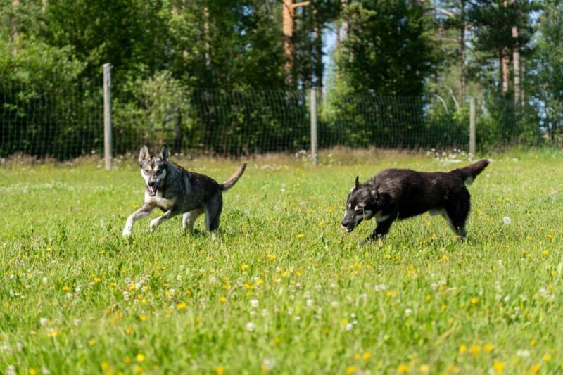 Rovaniemi: Autumn Husky Cart Ride with Hot Drink & Pickup - Final Thoughts