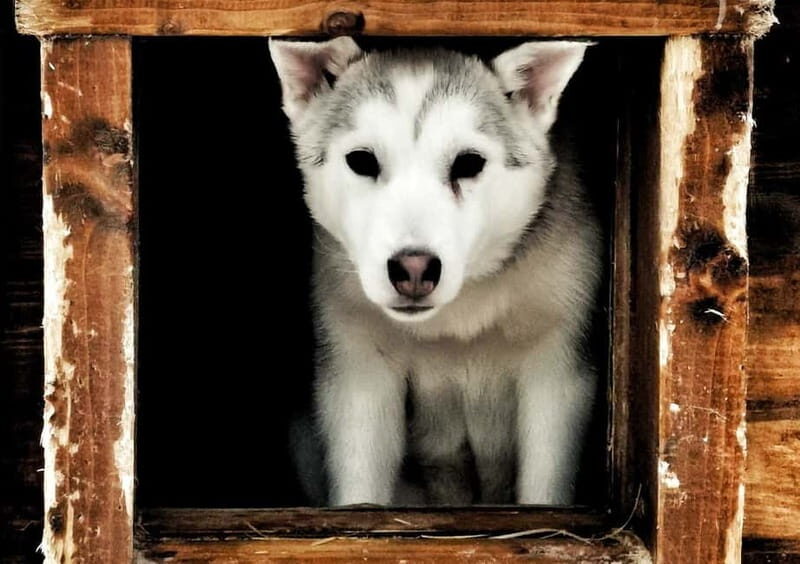 Rovaniemi: Autumn Husky Ride on Wheels - Who Should Consider This Tour?