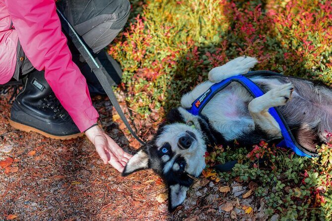Rovaniemi Autumn Husky Safari & BBQ  610 km SelfDrive - What Past Participants Say