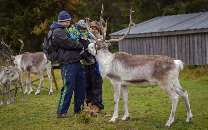 Rovaniemi: Autumn Reindeer Farm Visit - The Value of This Experience