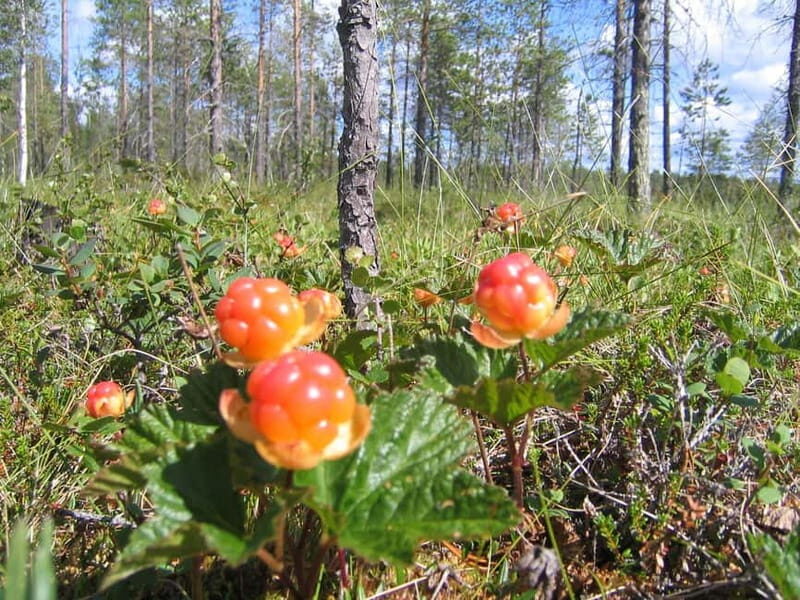 Rovaniemi: Berry and Mushroom Picking Tour with Pancakes - Key Points