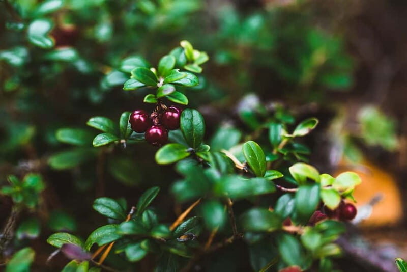 Rovaniemi: Berry and Mushroom Picking Tour with Pancakes - An Introduction to the Foraging Tour in Lapland