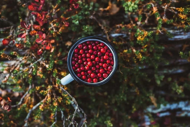 Rovaniemi: Berry and Mushroom Picking Tour with Pancakes - Detailed Breakdown of the Itinerary