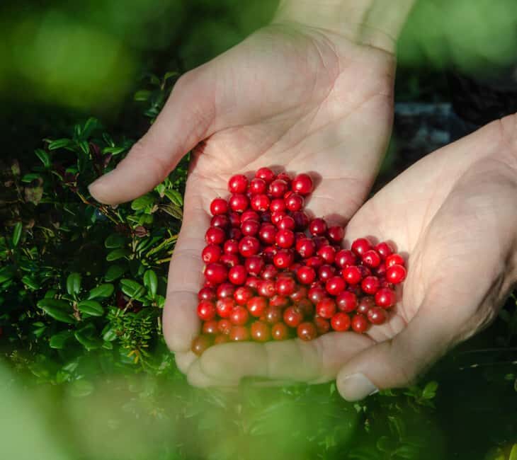 Rovaniemi: Berry and Mushroom Picking with Wilderness Guide - Exploring the Rovaniemi Wilds: What the Tour Offers