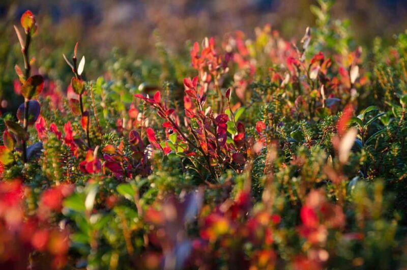 Rovaniemi: Berry and Mushroom Picking with Wilderness Guide - Why This Tour Works for Travelers