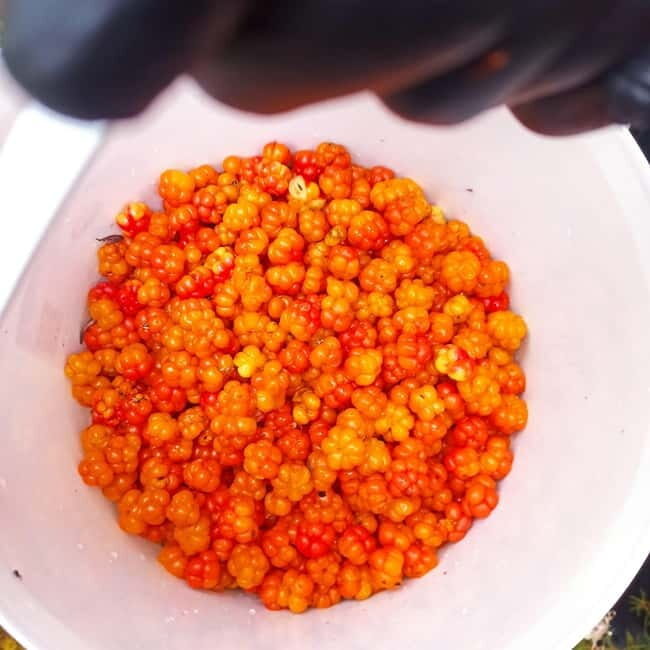 Rovaniemi: Berry Picking Tour with Traditional Laavu - Key Points