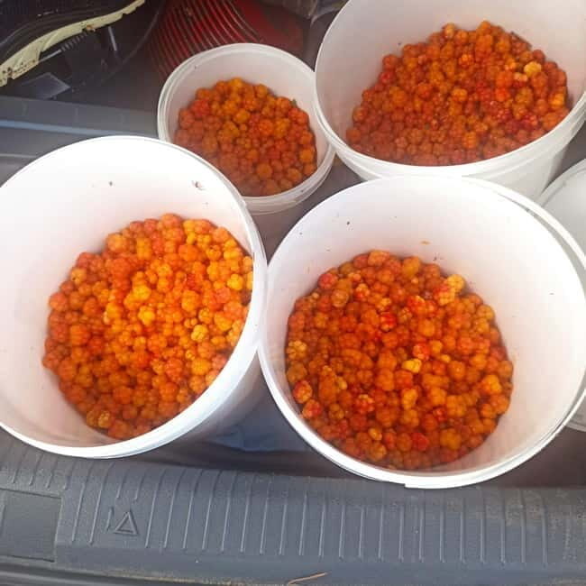 Rovaniemi: Berry Picking Tour with Traditional Laavu - Exploring Rovaniemi’s Forests and Flavors