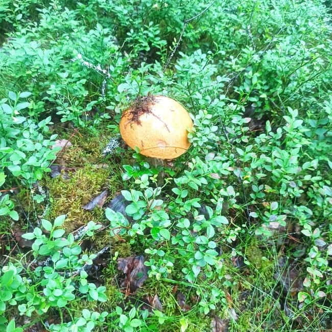 Rovaniemi: Berry Picking Tour with Traditional Laavu - Practicalities, Tips, and Value