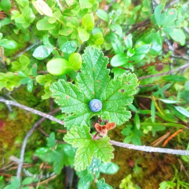 Rovaniemi: Berry Picking Tour with Traditional Laavu - What’s Missing? A Few Considerations