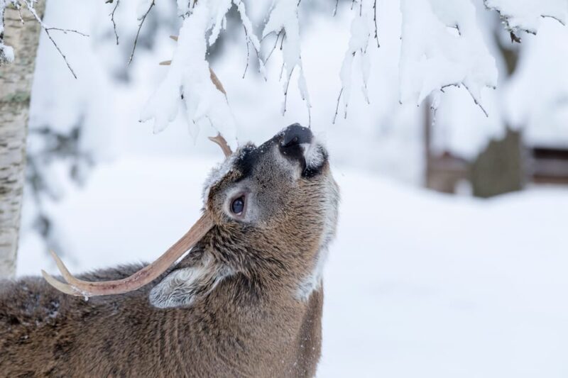 Rovaniemi: Day at Ranua Wildlife Park Arctic Zoo - Key Points