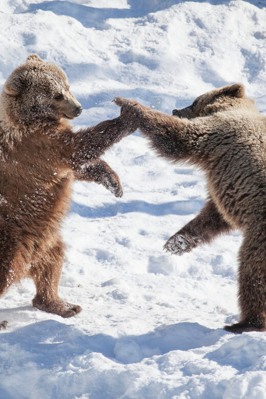 Rovaniemi: Day at Ranua Wildlife Park Arctic Zoo - Visiting the Ranua Wildlife Park