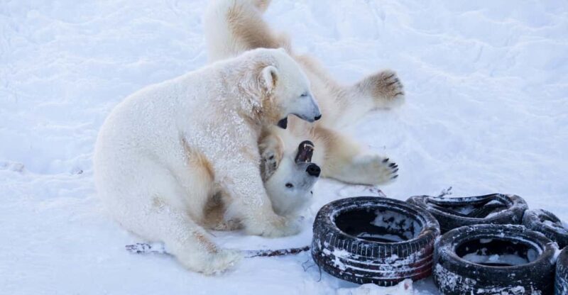 Rovaniemi: Day at Ranua Wildlife Park Arctic Zoo - Optional Visit to the Fazer Sweets Factory